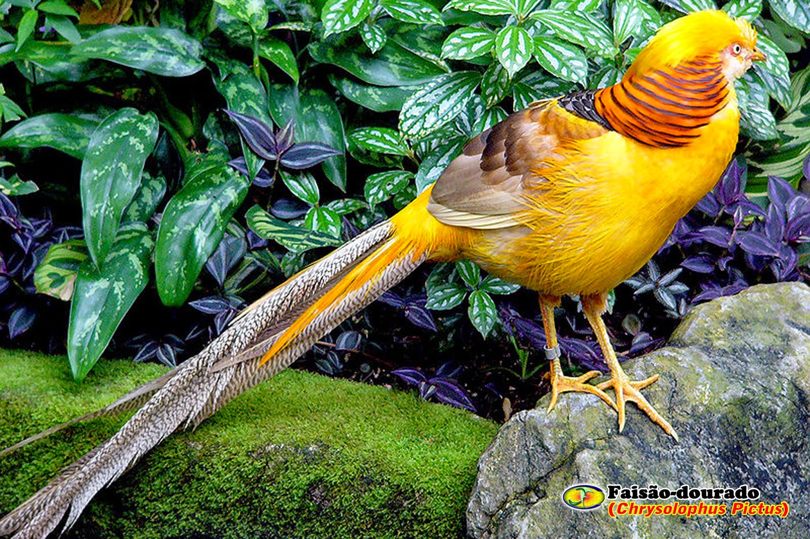 Zoologia: Faisão-dourado (Chrysolophus pictus)